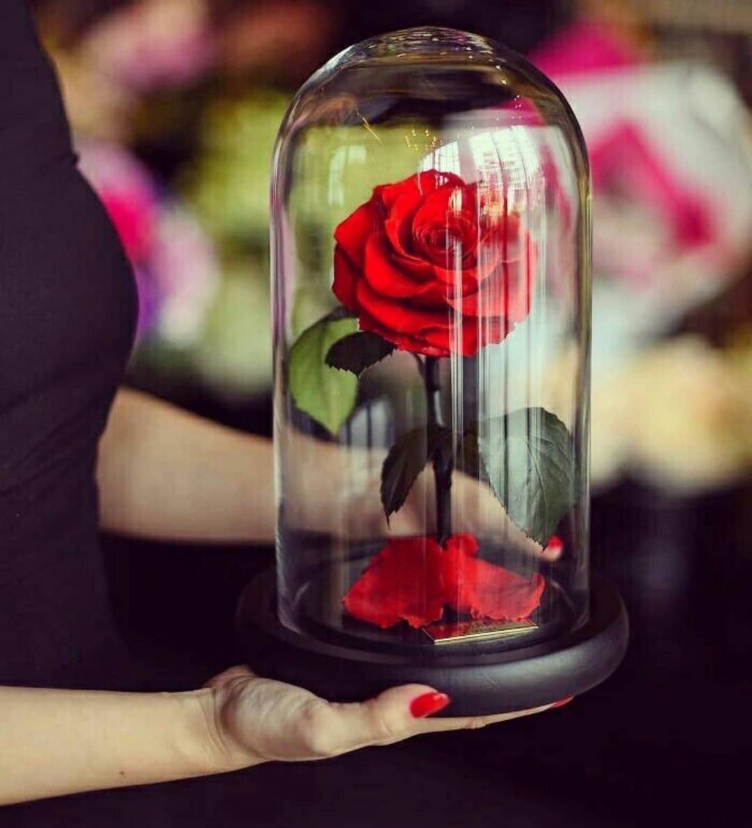 Rose Day 2019 - How Rose? became the symbol of Love??